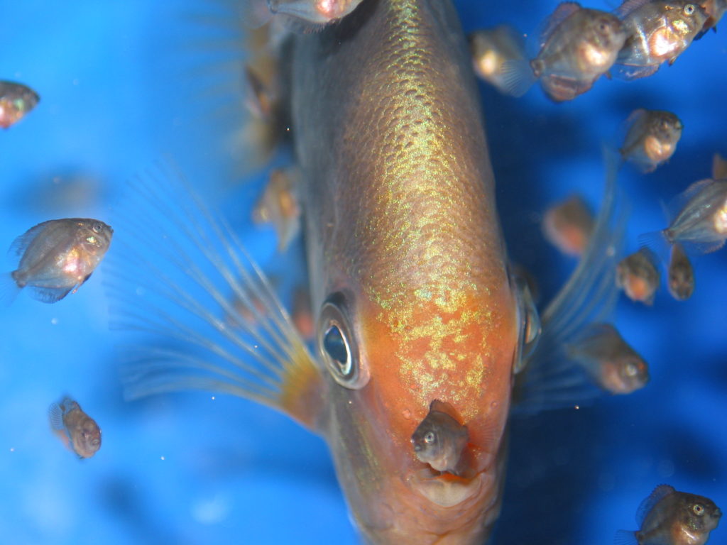 Care/Breeding - Dallas Discus